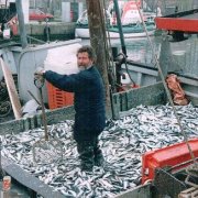 Fischerei Freest - Galerie